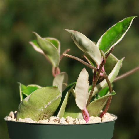 Buy Hoya Tricolor Online Planet Desert