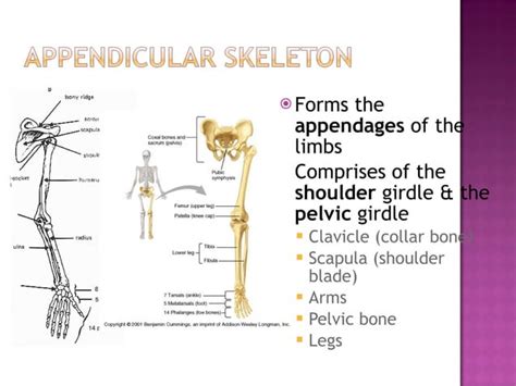 Session 2 Skeletal System PPT