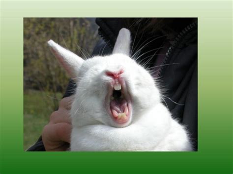 Презентация по окружающему миру Рассматривание кролика для средней группы презентация к уроку