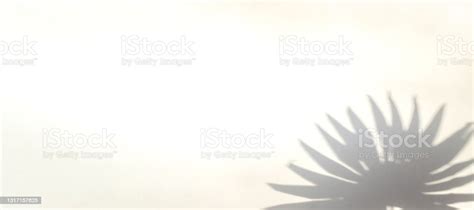 그림자 여름 배경 추상적 인 열대 햇빛 질감에 흰색 벽에 잎 그림자를 심는다 플랫 레이 야자수 잎으로 최소한의 태양 광 개념 크리에이티브 카피 공간 0명에 대한 스톡 사진