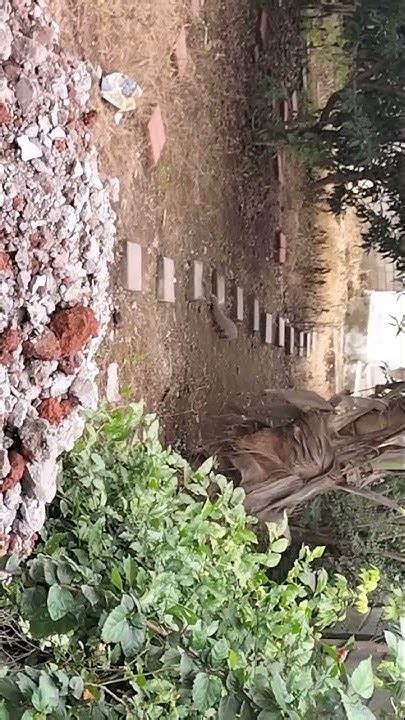 Moongoose🙏😯🙏 Youtube