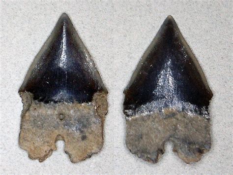Cookiecutter Shark Teeth