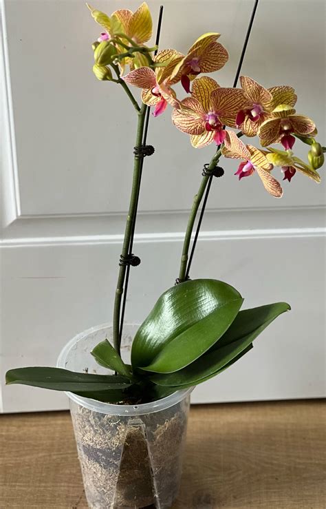 Барын ТОП цэцэг ЦАХИРМАА Orchid ҮНЭ 59к ЦЭЦГИЙН ХЭМЖЭЭ 65см өндөр БЭЛГЭДЭЛ 🌹Цахирмаа