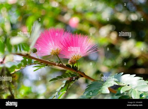 Pink Powder Puff Flowers On The Branch Which Is A Tropical Shrub With