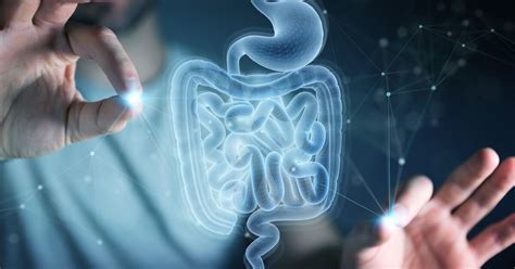 New Evidence Links Age Related Cognitive Decline And The Gut Microbiome