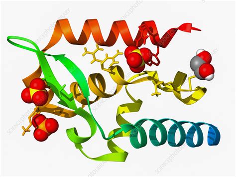 Rabies Virus Phosphoprotein C Terminal Molecular Model Stock Image C057 2646 Science