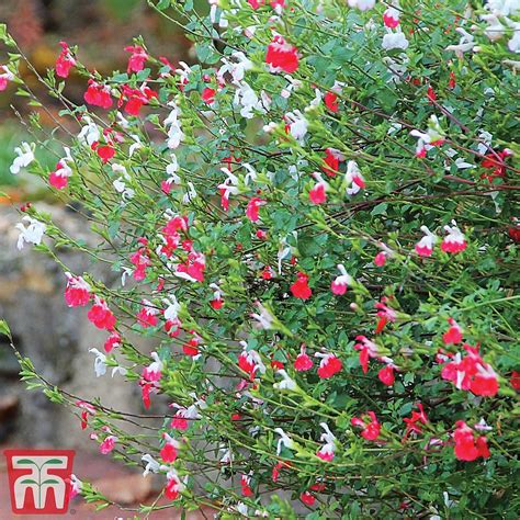 Salvia X Jamensis Hot Lips Plants