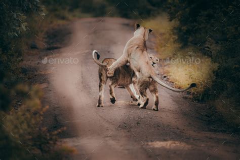 Lions Fighting In The Kruger National Safari Park Stock Photo By