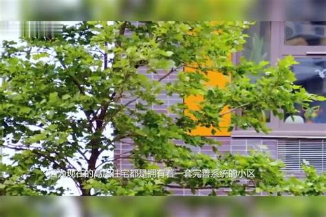 2019年入手什么样的房子最划算？听完专家说的后，真后悔手太快！入手房子