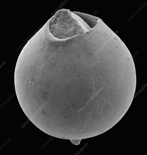 Micrometeorite Structure Sem Stock Image C043 4514 Science Photo Library