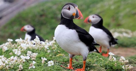 海鹦观赏 Day Tours Arctic Adventures