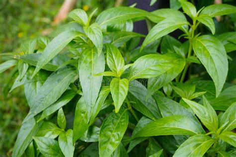 Thai Herbal Medicine Plant Leaves Andrographis Paniculata Stock Image Image Of Herb Asia