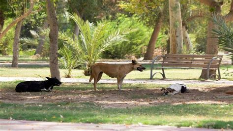 نگرانی گردشگران از وجود سگ‌های ولگرد در پارک خانواده کرج