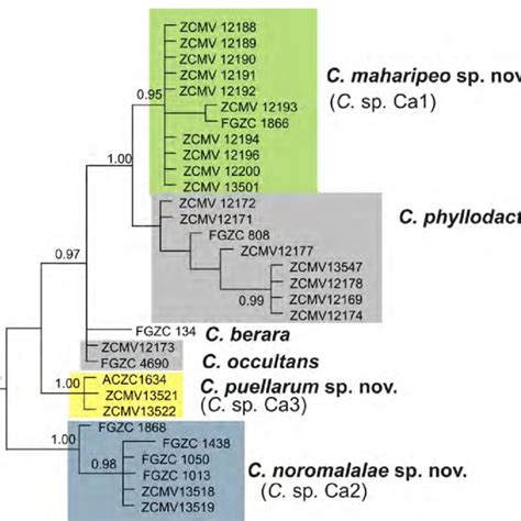 majority rule consensus tree derived from a partitioned bayesian