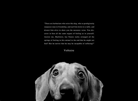 Famous Quotes About Animal Cruelty Quotesgram