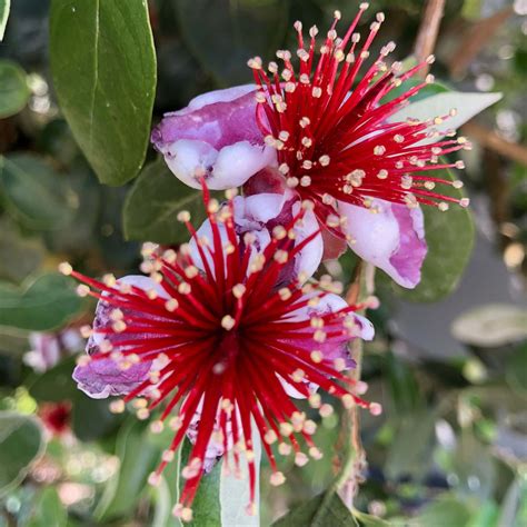 Feijoa Sellowiana Urban Jungle Plant Nursery