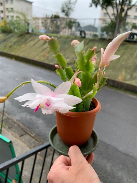 白いシャコバサボテンも頂きました 佐世保市花高「理容 ふくだ」メンズカット・パーマ・アイパーは任せて！福田謙吾のブログ