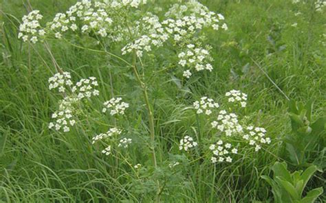 Poison Hemlock Identification