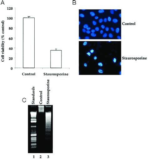 Induction Of Apoptosis In Osteosarcoma Cells By Staurosporine Cells