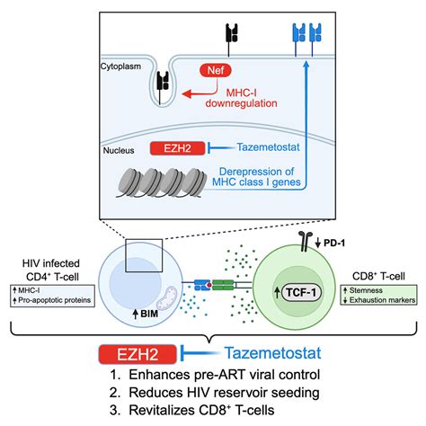 Ezh2 Inhibition Mitigates Hiv Immune Evasion Reduces Reservoir Formation And Promotes Skewing
