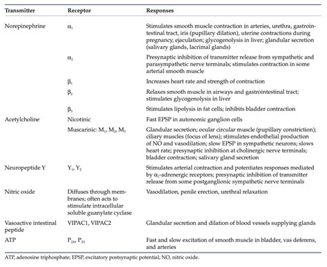 Autonomic Nervous System Physiology Physiology