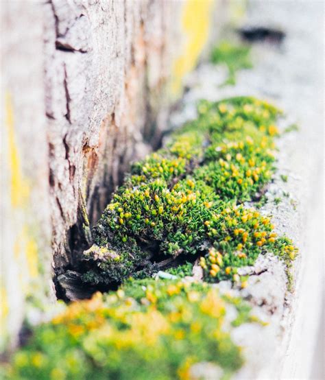 รูปภาพ ต้นไม้ ธรรมชาติ หญ้า สาขา ปลูก แสงแดด ดอกไม้ ฤดูใบไม้ผลิ สีเขียว ฤดูใบไม้ร่วง