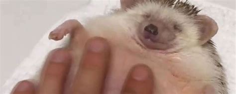 Секси ежики 2024 ВКонтакте