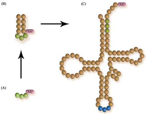 Stages Of The Evolution Of The Trna Molecule A Originally This Download Scientific Diagram