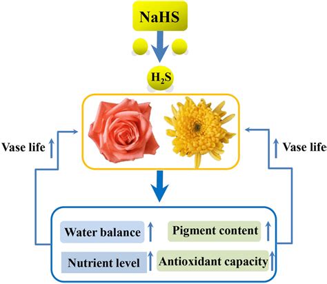 Schematic Model Of The Signaling Networks Involving H2s During Download Scientific Diagram
