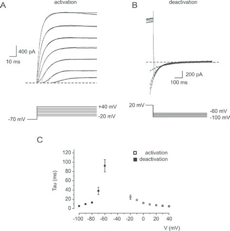 Voltage Dependent Activation And Deactivation Of I Cs A Response Of Download Scientific