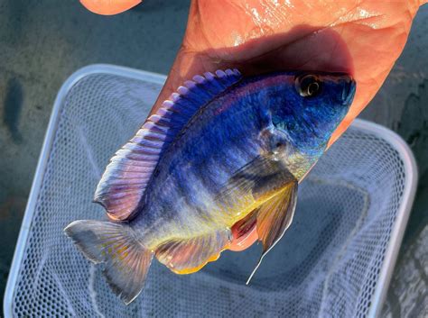 Apache Peacock Cichlid Snake River Cichlids
