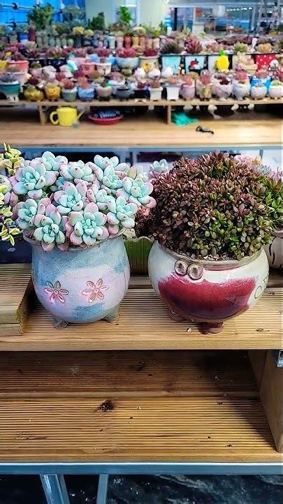 연지라울 라디칸스 예쁘쥬 Youtube