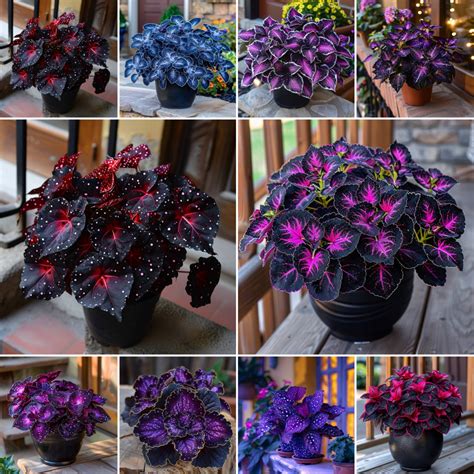 Moonlight Butterfly Begonia