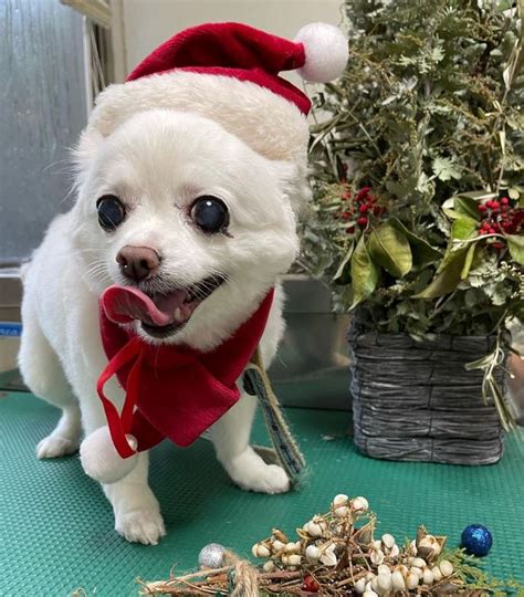 メリークリスマス🎁🎄