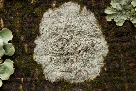 Lichenology 101 Ohio Moss And Lichen Association