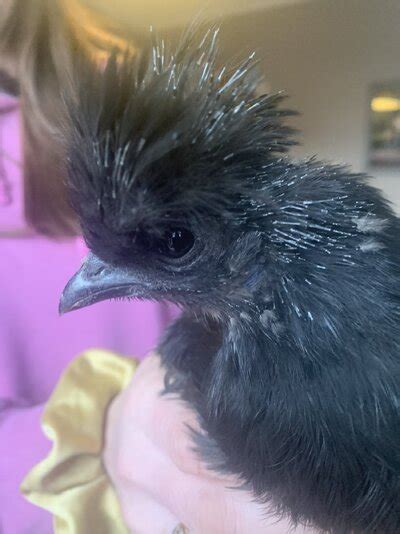 Silkie Sex Backyard Chickens Learn How To Raise Chickens