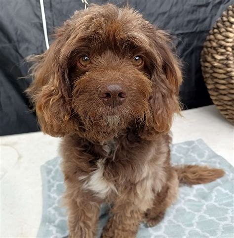 Chocolate Brown Cockapoo Stud Dog In California Central Valley