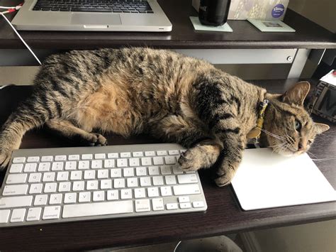 Purrr Programming Raww