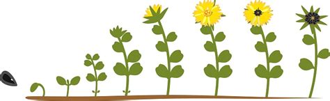 วงจรชีวิตของดอกทานตะวัน ขั้นตอนการเจริญเติบโตจากการเพาะเมล็ดเพื่อออกดอกและผลไม้ แบกพืช ภาพประกอบ