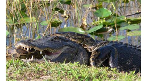 Burmese Pythons Causing Decline Of Mammals In Everglades National Park