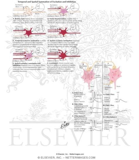 Excitatory And Inhibitory Postsynaptic Potentials