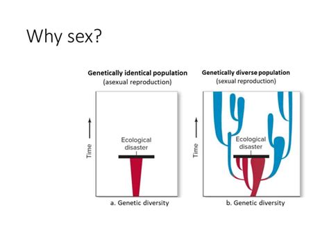 Ch Sex And Meiosis PPT