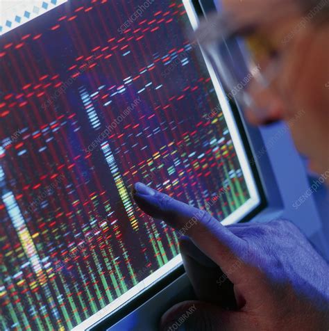 Technician Analyses A Gene Sequence On A Computer Stock Image G210