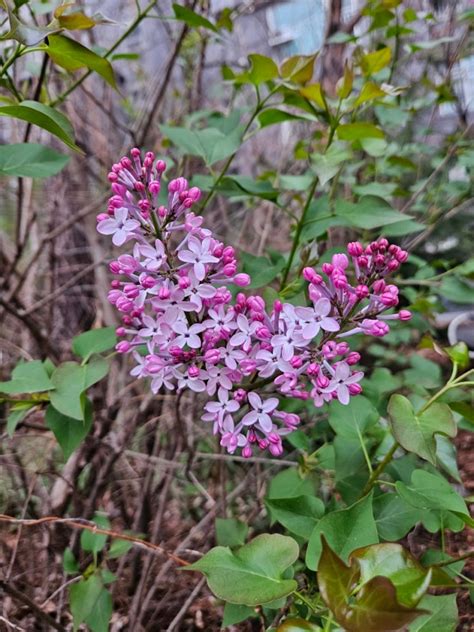 라일락 꽃을 보면 생각나는 노래 윤형주의 우리들의 이야기 네이버 블로그