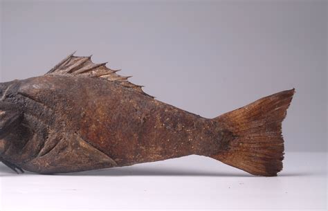 Feejee Mermaid Fiji Mermaid Mummified Mermaid Etsy