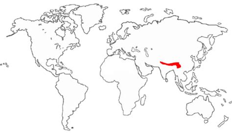 Red Panda Facts Red Panda Rescue