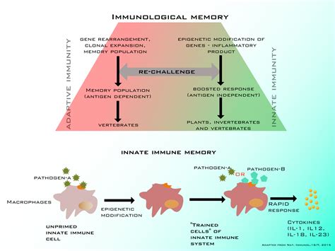 Epigenetics “train” Innate Immune Memory Johns Hopkins Medicine
