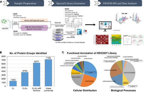 Temporal Insights Into Molecular And Cellular Responses During Raav
