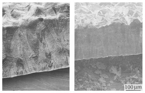 Scanning Electron Micrographs Secondary Electron Image Of The