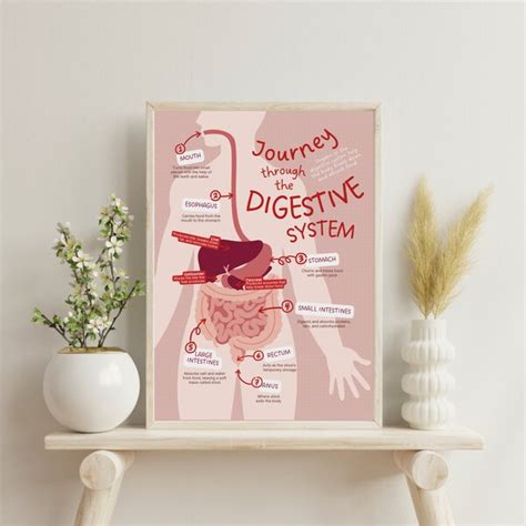 Digestive System Poster Etsy